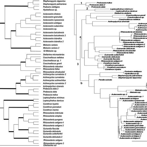 Consensus Tree From The Last 100 Trees Of The Bi Analysis Of The Class Download Scientific