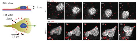 Nuclei Bypass Intercellular Obstacles By Deforming Around Them With Deep Local Invaginations
