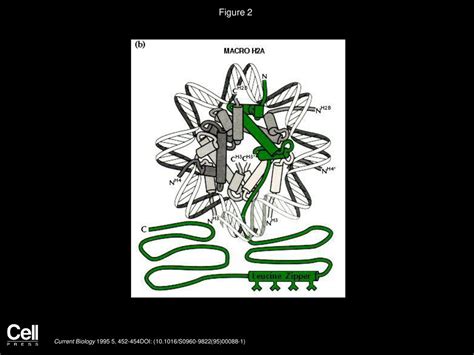 Centromeric Chromatin Histone Deviants Ppt Download
