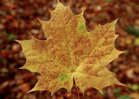 Acer Maple Leaf Autumn Free Photo On Pixabay Pixabay