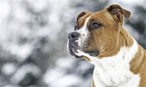 Minocycline As Doxycycline Alternative