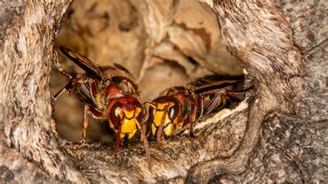 Swarm Of Hornets