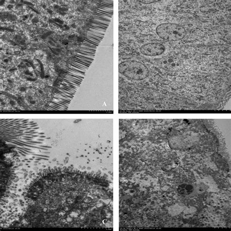 Comparisons Of Ultrastructure Of The Duodenum Mucosa Between CON And CC Download Scientific