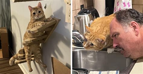 One Orange Braincell” 50 Times Orange Cats Acted So Dorky Their Pics