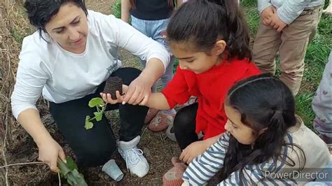 Դդմի սածիլների տնկում Youtube