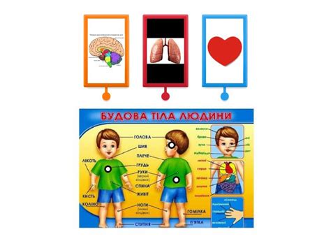 Будова людини Labelled Diagram