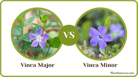 Vinca Major Vs Vinca Minor The Ways To Differentiate Them Plant America