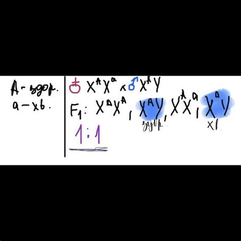 У здорових батьків у матері Ii А група крові у батька Iii В народився син з I О групою