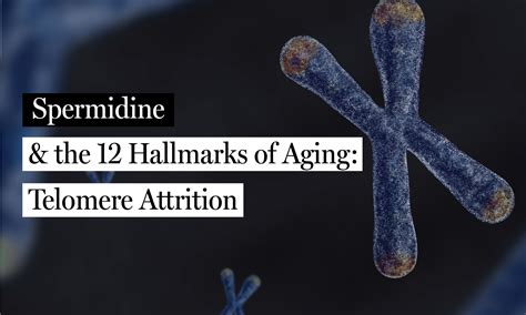 Spermidine And Telomere Attrition Spermidinelife® By Longevity Labs Inc