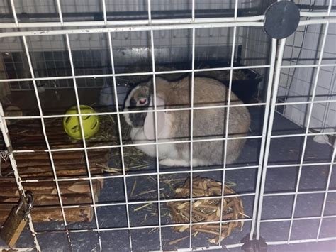 Is This Rabbit Position Normal R Rabbits