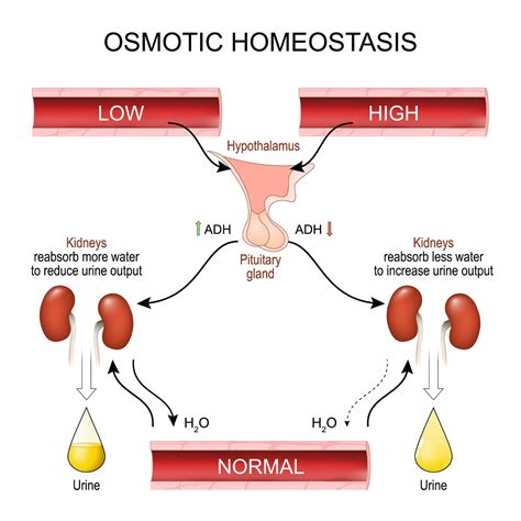 Osmosis And Osmotic Pressure Complete Guide