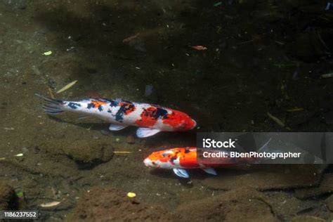 두 마리의 잉어나 잉어물고기가 물이나 강에서 수영하고 있습니다 일본의 다채로운 잉어에 빛나는 빛으로 맑고 얕은 강입니다 고요한 장면에 대한 스톡 사진 및 기타 이미지