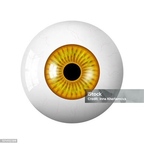 현실적인 인간의 갈색 안구 망막은 전경입니다 벡터 3d 그림입니다 흰색 배경에 격리된 사실적인 3d 벡터 일러스트레이션 갈색에 대한 스톡 벡터 아트 및 기타 이미지 Istock