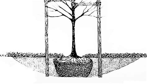 Tree Transplanting How To Move A Tree Red Cedar Inc