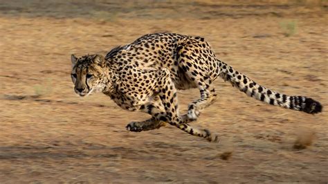 Qlucore Omics Explorer Qlucore