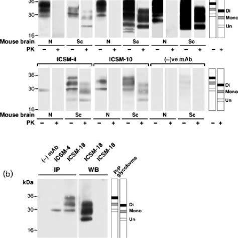 Western Blot Of Brain Homogenates A Mab Binding To Mouse Download Scientific Diagram