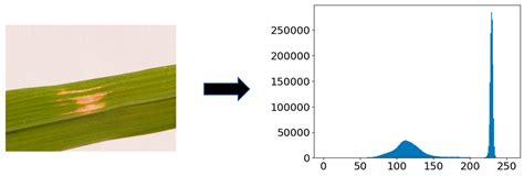 Agriculture Free Full Text Enhancing Rice Crop Management Disease Classification Using