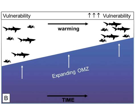 Scenarios Of How Ocean Deoxygenation In Oxygen Minimum Zones Will Download Scientific