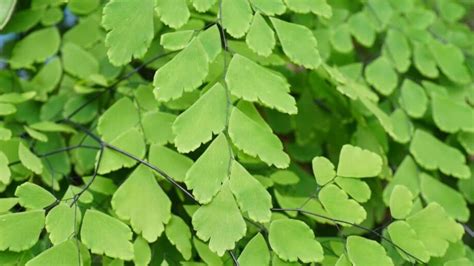 Maidenhair Fern Care A Comprehensive Guide Planet Natural