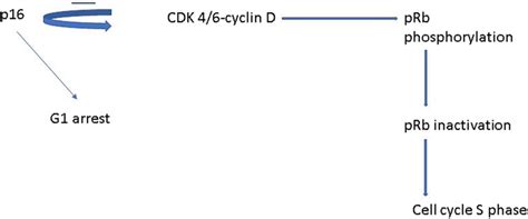 P16 Is Able To Inhibit The Action Of Cyclin D Kinase Which Is