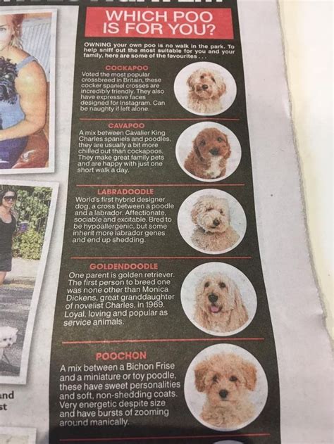 Cockapoo The Friendly And Favorite Crossbreed