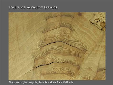 PPT Fire History From Tree Rings PowerPoint Presentation Free Download ID 6773149