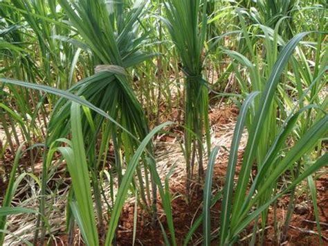 Agriculture Crop Production Sugarcane