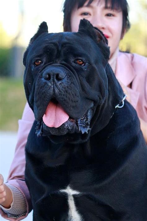 卡斯罗幼犬图片 宠物王