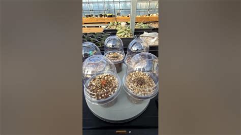 하이다육 라이브 다육식물 다육이 다육 다육홀릭 다육화분 아프리카식물 선인장 코노피튬 다육라방 다육이종류 다육이물주기 다육이분갈이 多肉植物 Succulent Youtube