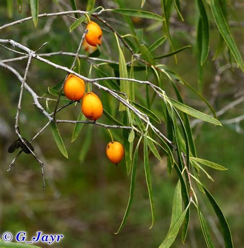 PlantFiles Pictures: Weeping Pittosporum, Butterbush, Cattle Bush ...