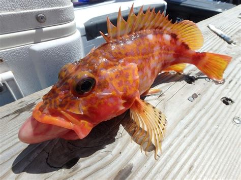 アヤメカサゴ 2015 12 19 WEB魚図鑑
