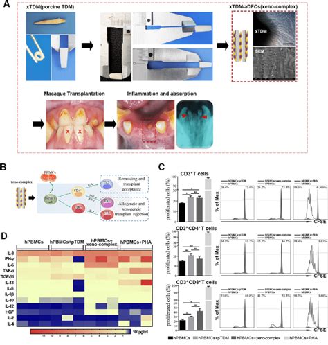 Xenogeneic Bioengineered Tooth Root Complexxeno Complex Triggered A