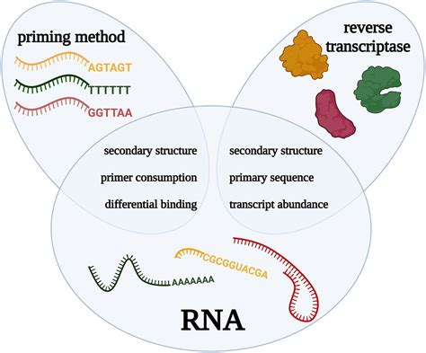 Artifacts And Biases Of The Reverse Transcription Reaction In Rna