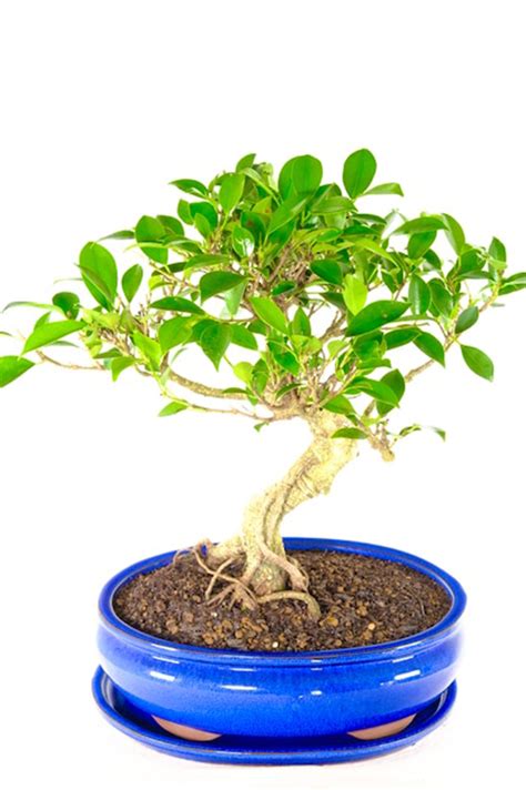 Ficus Bonsai Tree 24 Year Old Bonsai Specimen Range