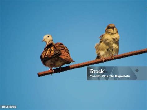 파란 하늘 아래 쇠 막대에 조용히 자리 잡은 갈색 깃털을 가진 비둘기 몇 갈고리 발톱에 대한 스톡 사진 및 기타 이미지 갈고리 발톱 갈색 금속 Istock