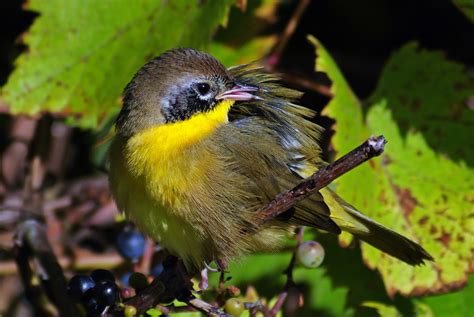 Máistir Nádúraí Four Warblers And A Sparrow