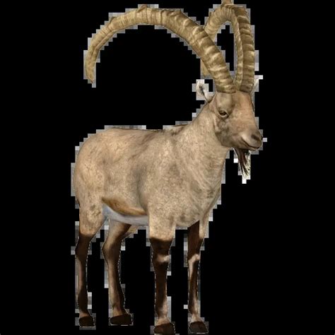 تصاویر Png و دوربری شده بز واقعی کاملا رایگان و بدون زمینه