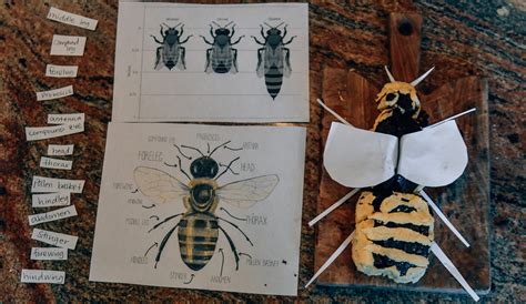 Bee Unit Study Homegrown Adventures