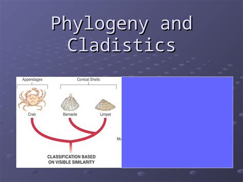Ppt Phylogeny And Cladistics Which Similarities Are Most Important