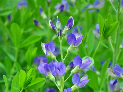 Tips On Transplanting False Indigo Plants How To Transplant Baptisia