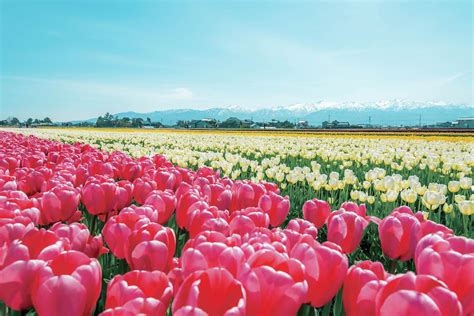 春に行きたいとやまのチューリップイベント 特集 公式富山県の観光 旅行サイトとやま観光ナビ