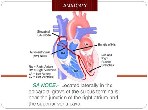 Sinus Node Dysfunction