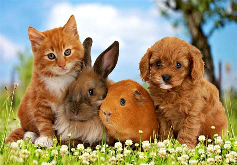 Easter Kittens Wallpapers Wallpaper Cave