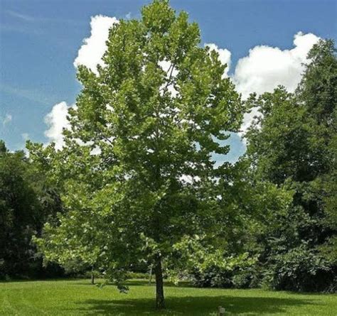 Sycamore Tree Ultimate Guide 6 Types Facts Seeds Leaves And More Mississippi Greens