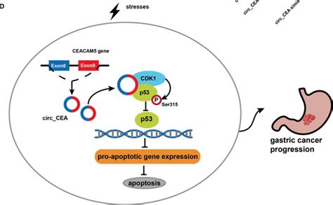 Cell Death Dis Circcea抑制应激诱导的胃癌细胞凋亡的新机制 Circrna论坛