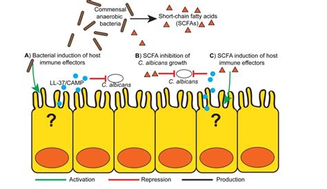 Figure1 Bacterial Fungal Interactions In The Gut