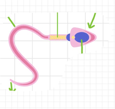Bio 169 Lab Practical 2 Questions Diagram Quizlet