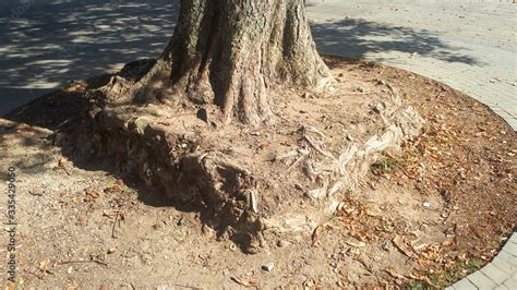 Square Formation Of Tree Roots Now Exposed But Formed From A Previous Paving Stock Photo