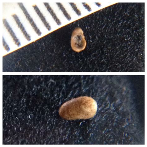 Microfossils Foraminifera And Ostracod Micro Paleontology The