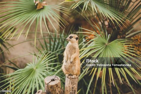 뒷다리에 미어캣 경고 표정으로 뒷다리에 서 있는 미어캣의 초상화 야자수 근처의 나무 대마에 뒷다리에 앉아 있는 재미있는 미어캣의 초상화 0명에 대한 스톡 사진 및 기타